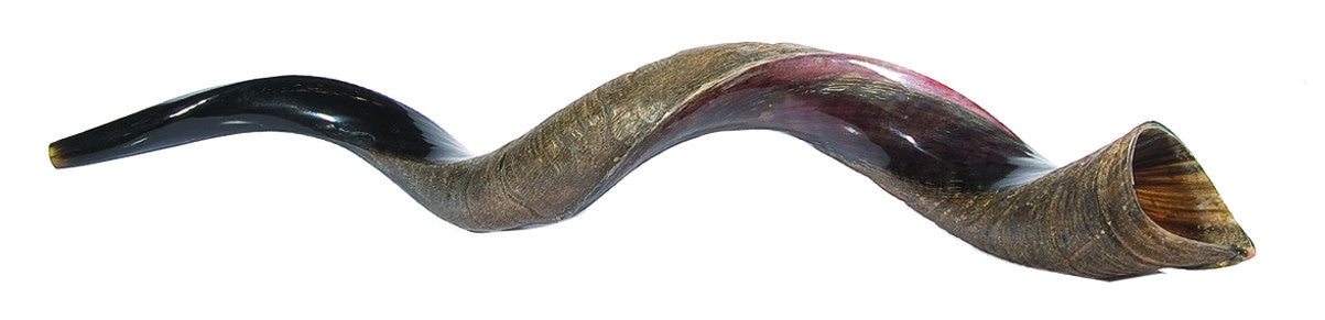 Yemenite Shofar (Large) - 1113 – Holy Land Gifts