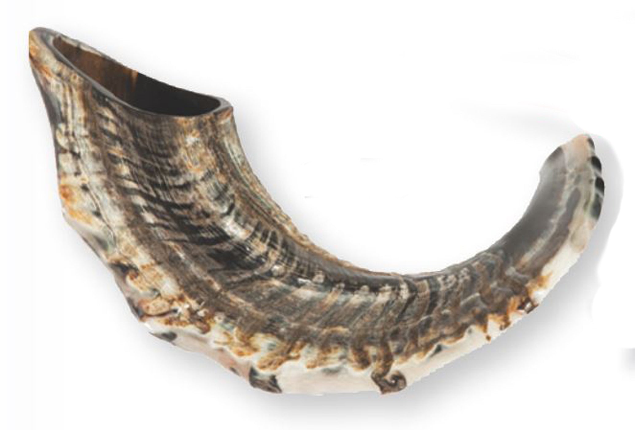 Natural Curve Ram's Horn Shofar 15"- 17" – Holy Land Gifts